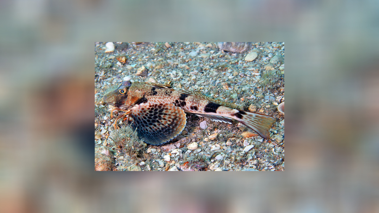 Prionotus scitulus Knurrhahn