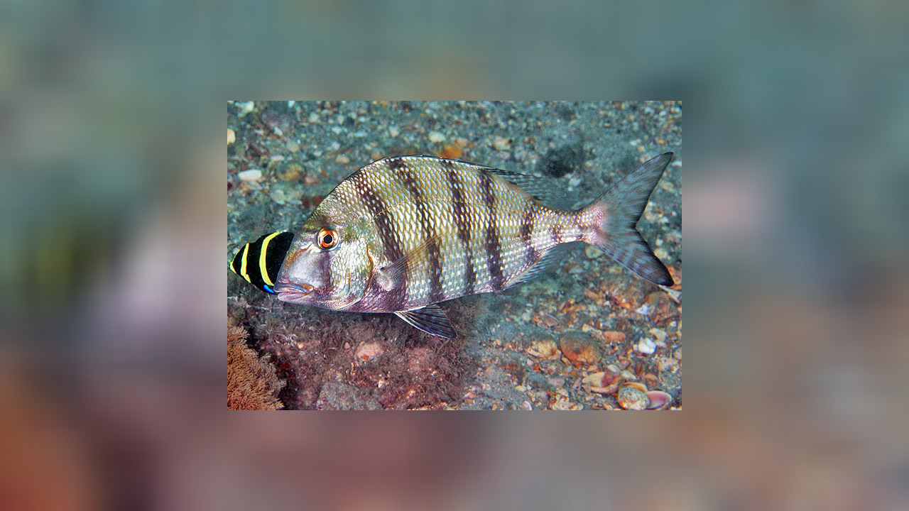 Calamus arctifrons Grass porgy