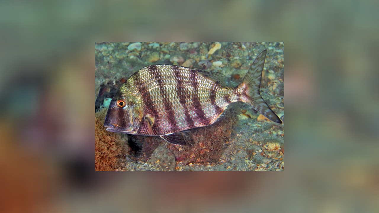 Calamus arctifrons Grass porgy