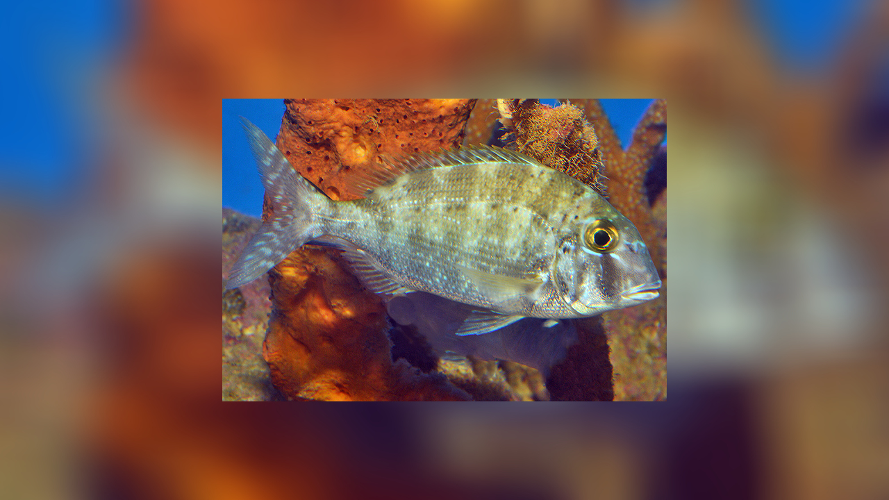 Calamus arctifrons Grass porgy