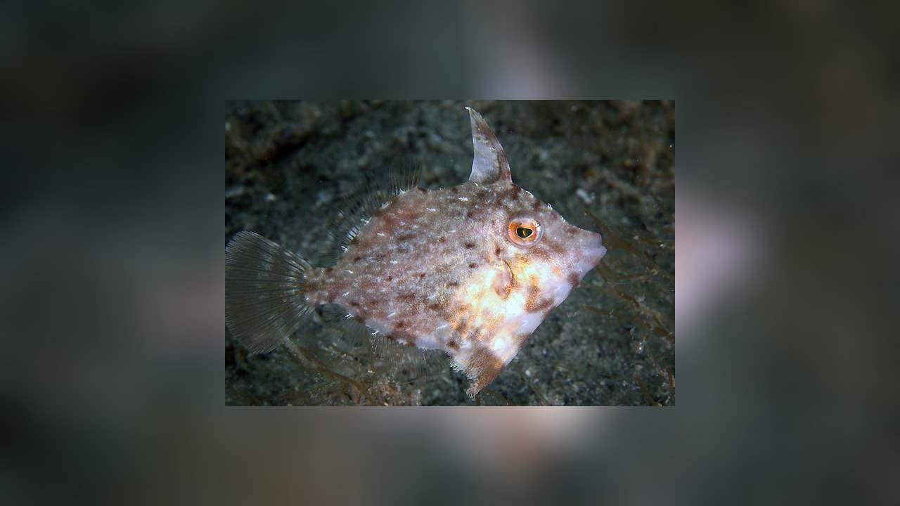 Stephanolepis setifer Feilenfisch