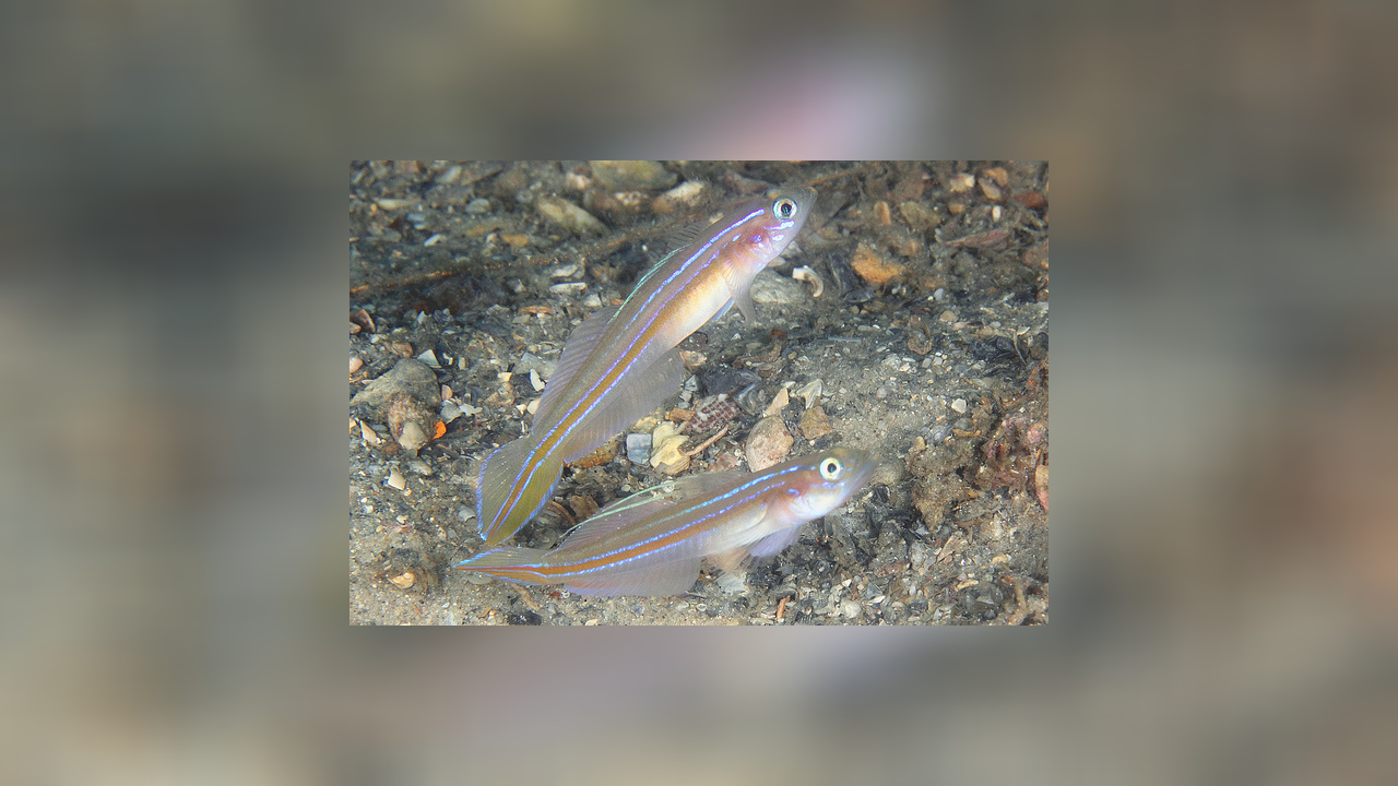 Microgobius carri Seminole goby