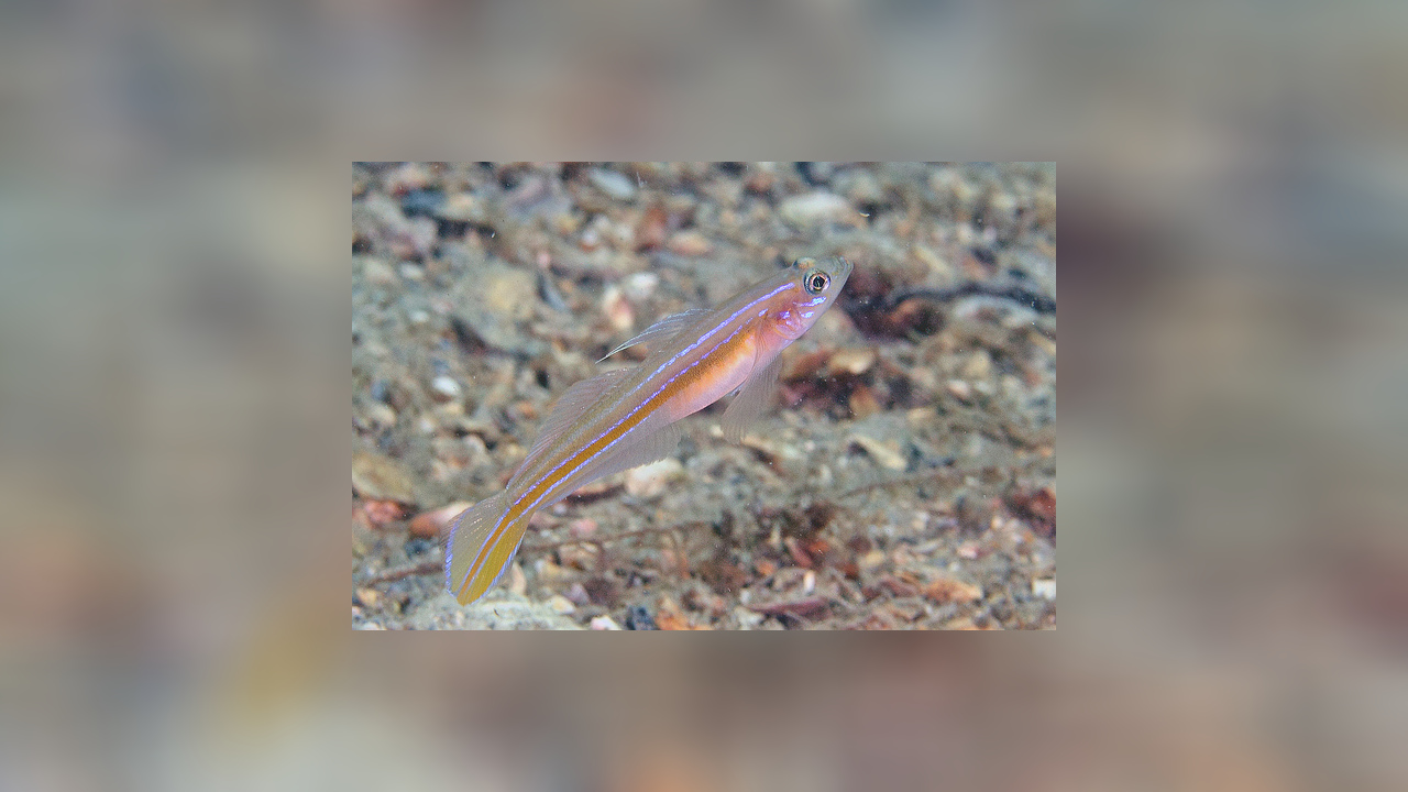 Microgobius carri Seminole goby