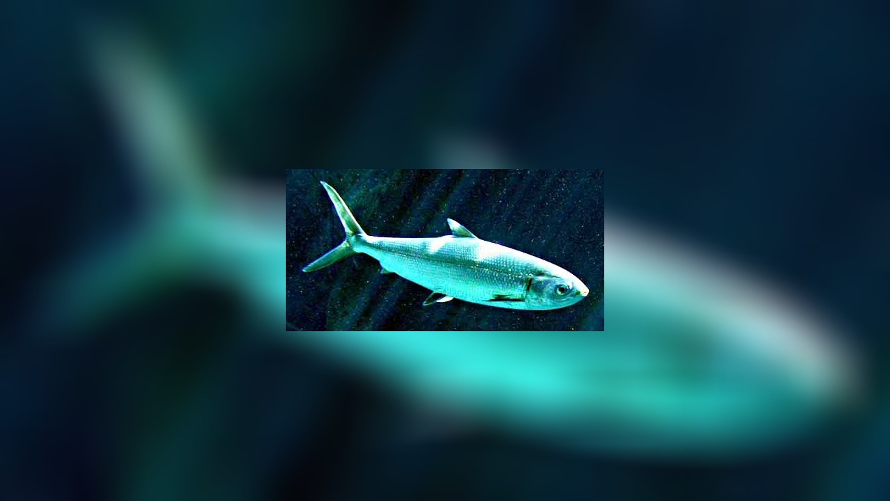 Chanos chanos Milkfish