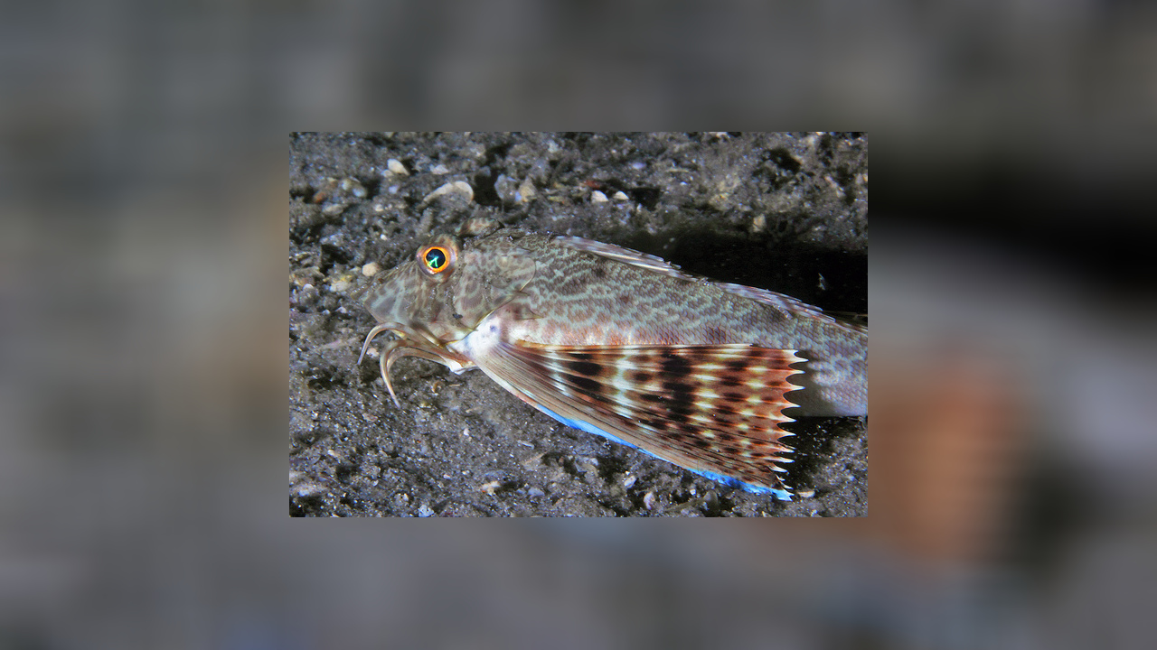 Prionotus rubio Knurrhahn