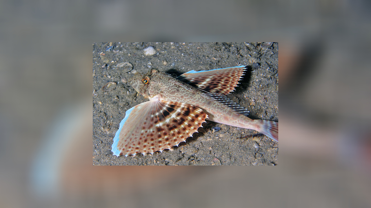 Prionotus rubio Knurrhahn