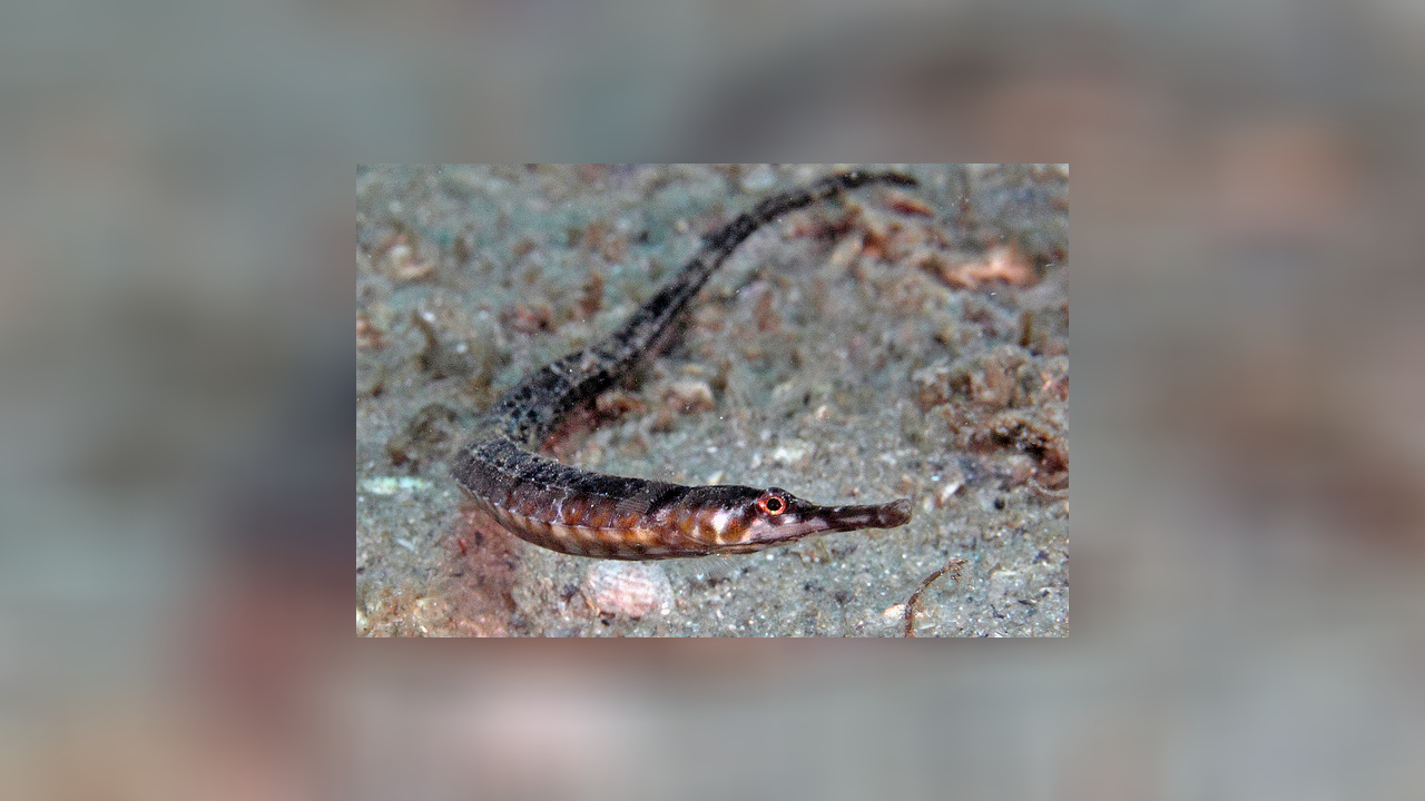 Syngnathus louisianae Chain pipefish