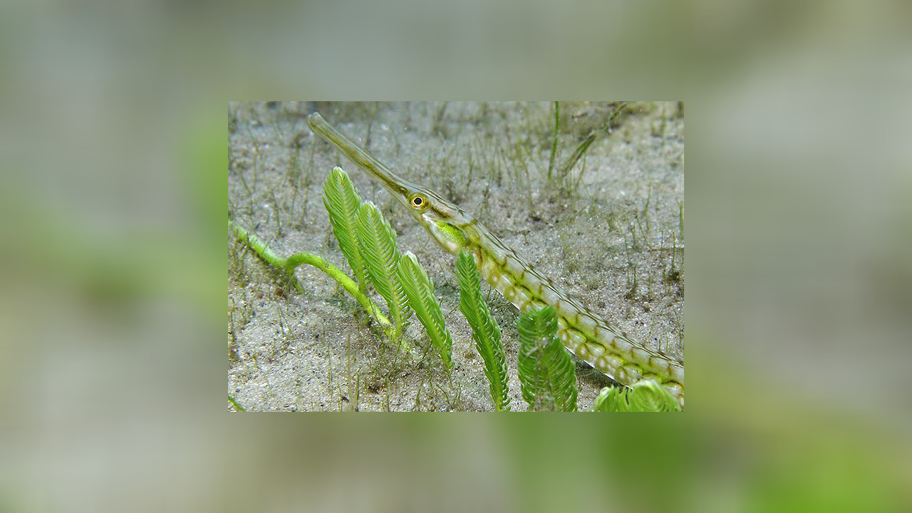 Syngnathus louisianae Chain pipefish