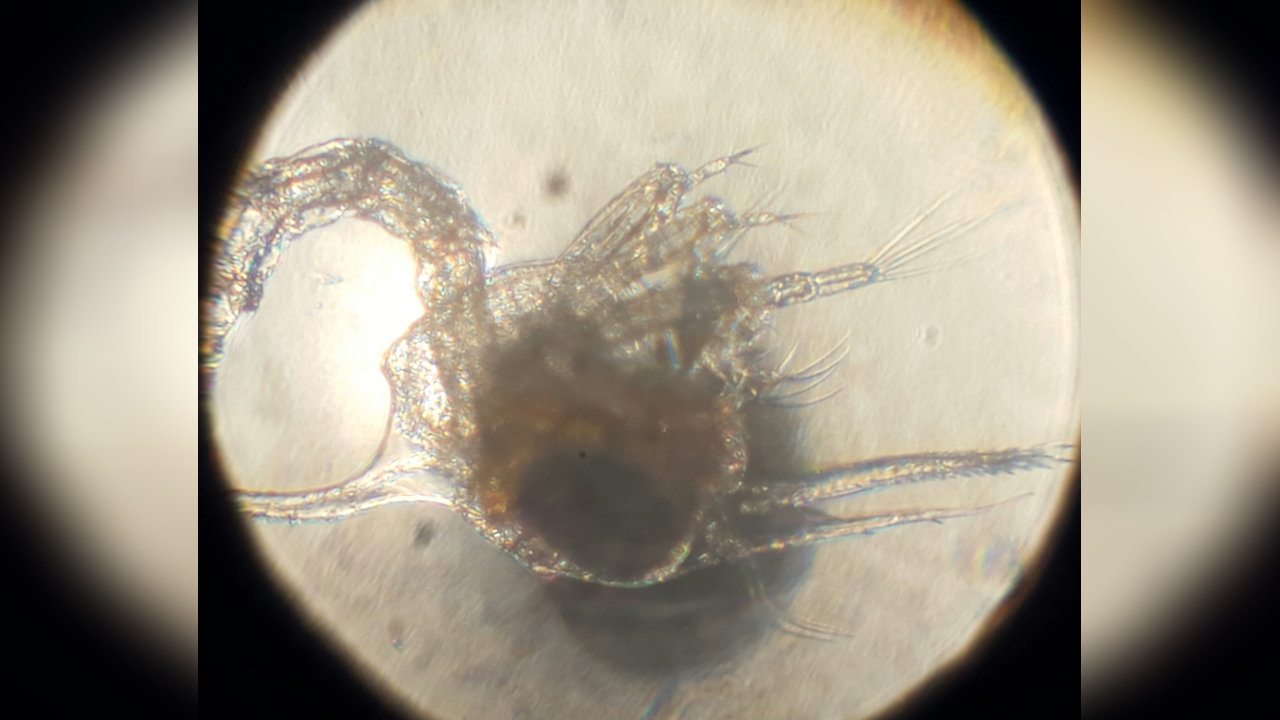 Zoea,Krabben Larvenstadium Crustacean larvae, Zoea