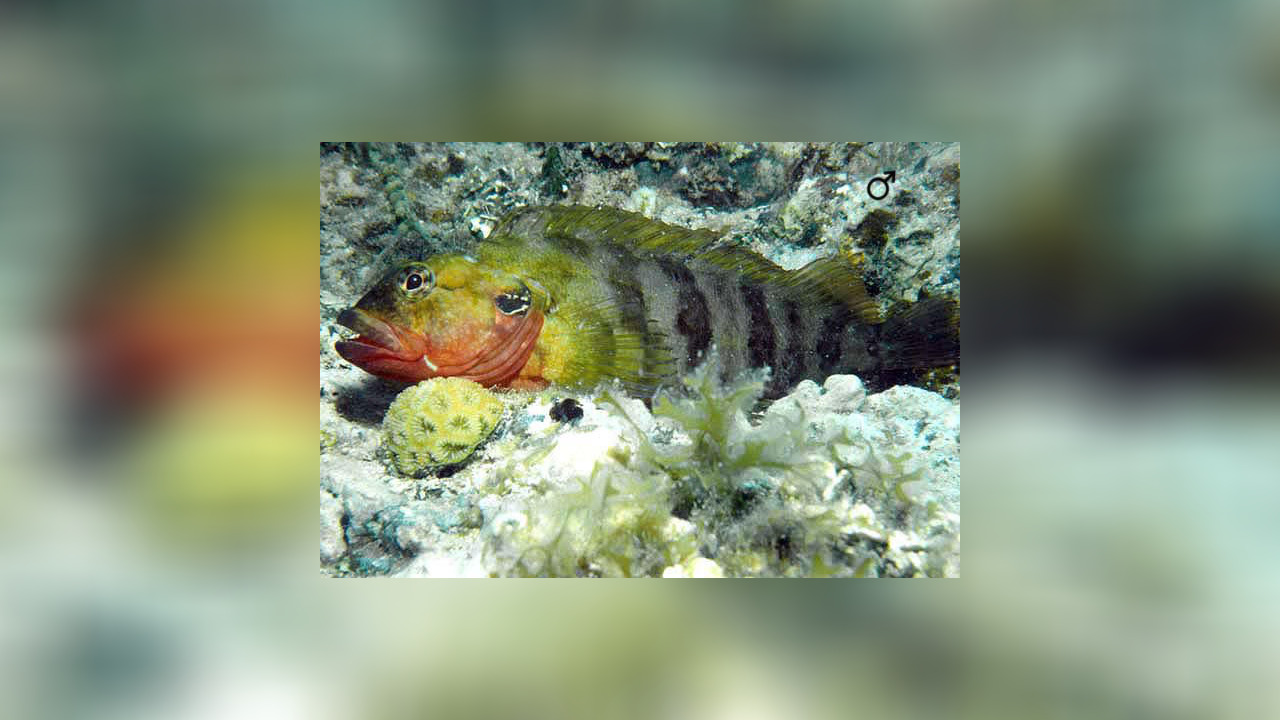 Labrisomus conditus Masquerader hairy blenny