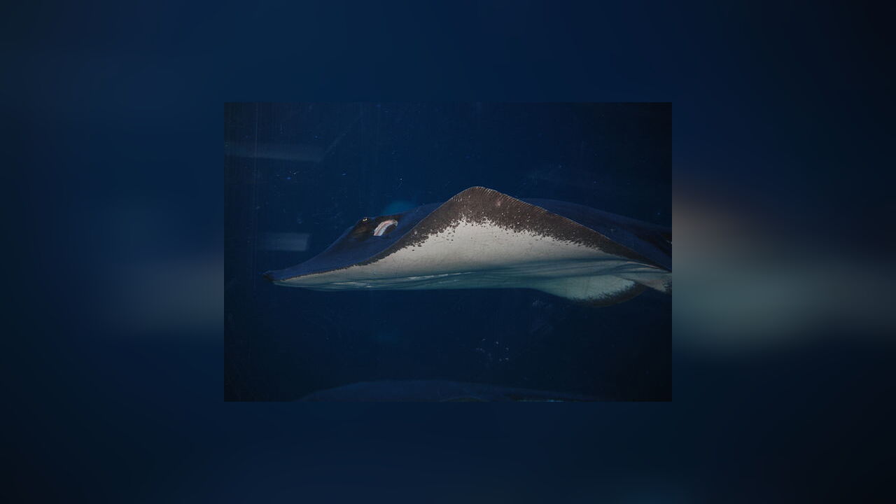 Dasyatis lata Brown stingray, Broad Stingray