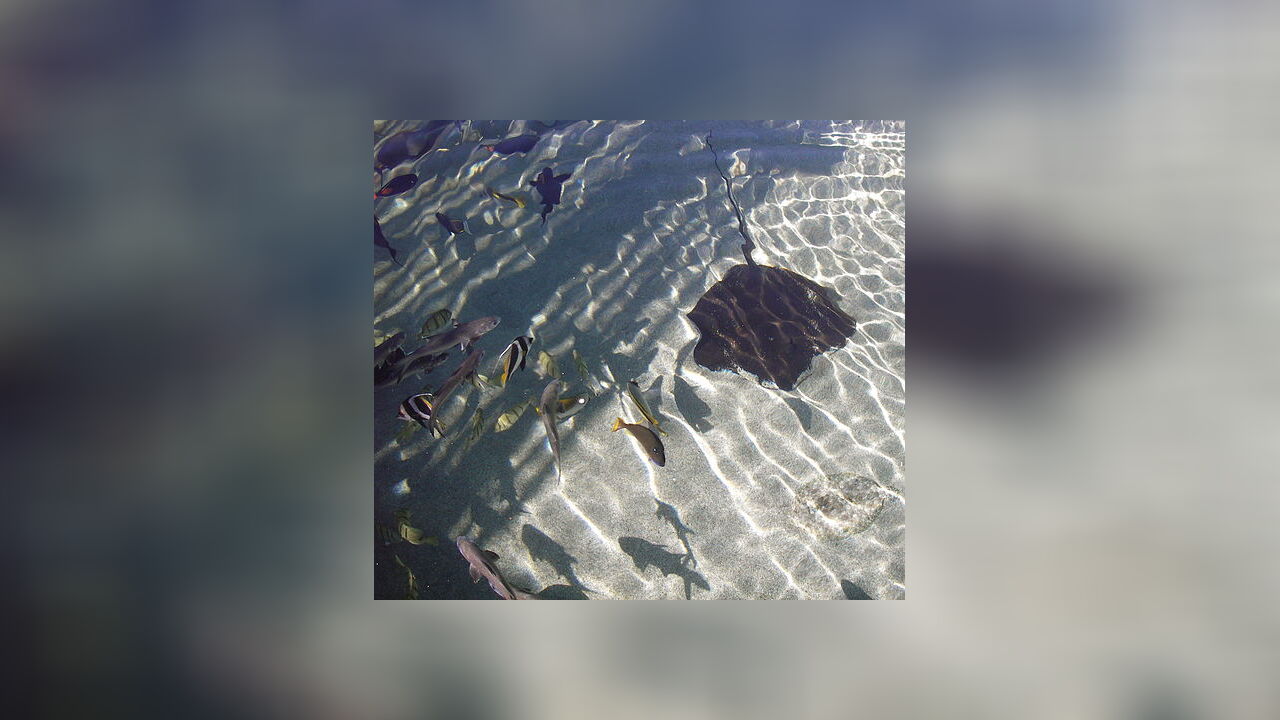 Dasyatis lata Brown stingray, Broad Stingray