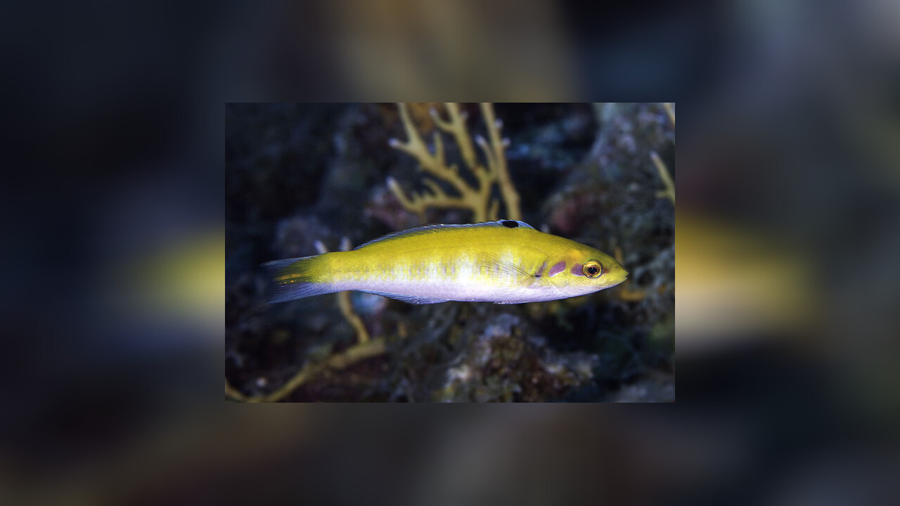 Thalassoma bifasciatum Bluehead Wrasse, Blue head, Blue mah, Doctor ...