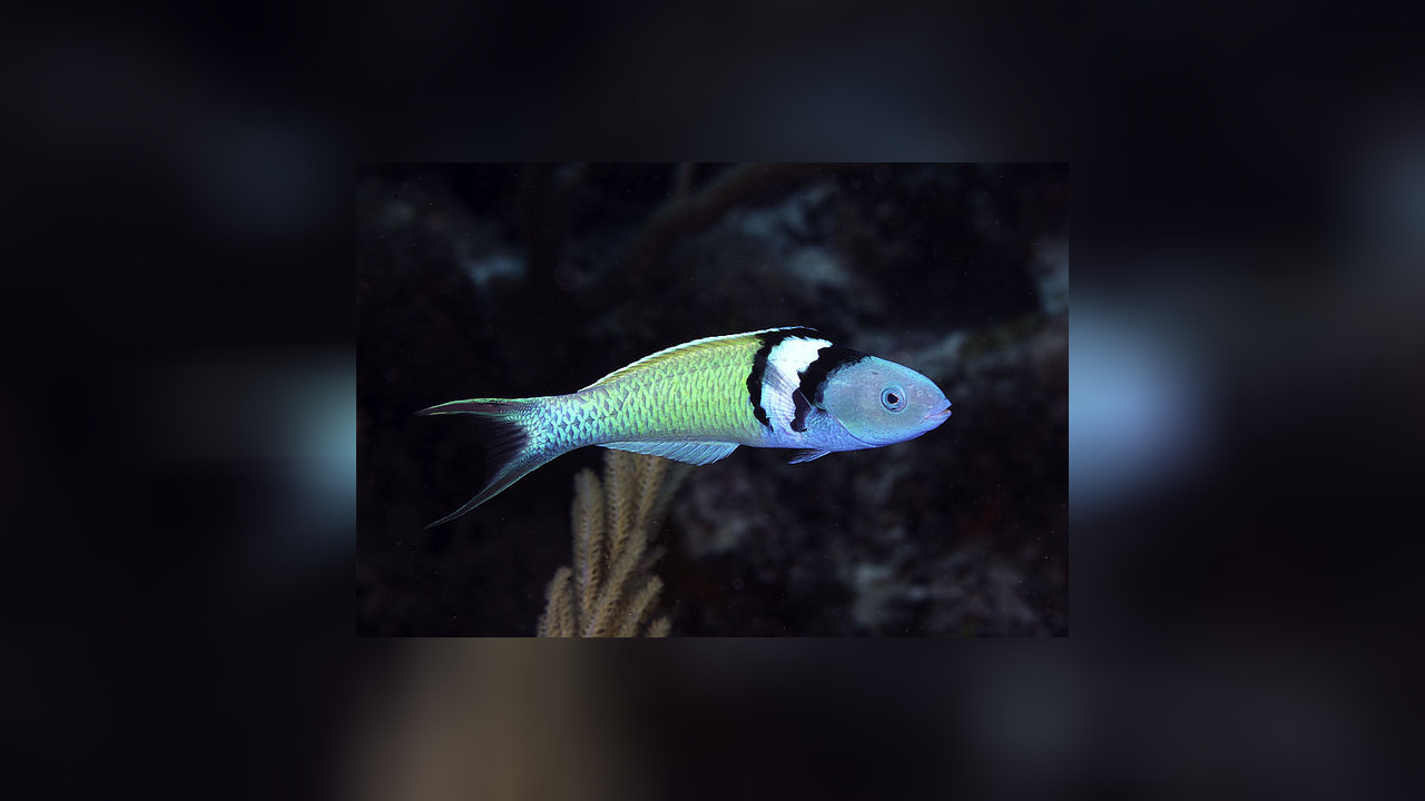 Thalassoma bifasciatum Bluehead Wrasse, Blue head, Blue mah, Doctor ...