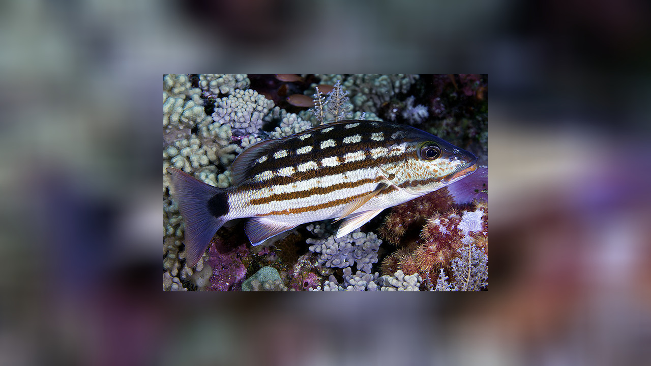 Lutjanus decussatus Checkered snapper