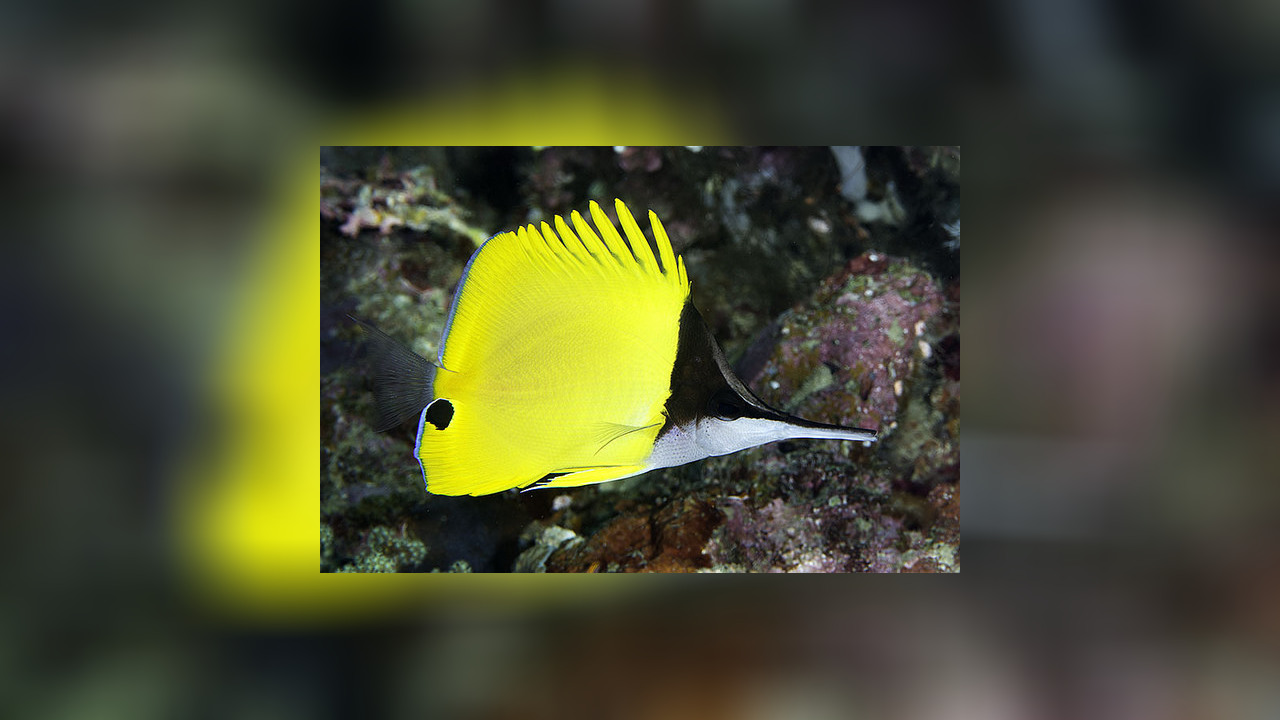 Forcipiger longirostris Big long-nosed Butterflyfish, Big longnosed ...