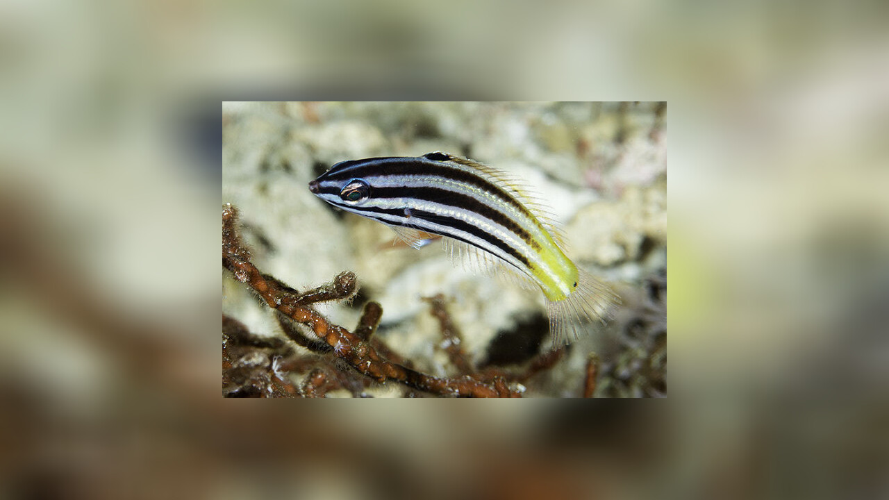 Halichoeres prosopeion Half-grey wrasse, Two-tone wrasse, Twotone ...