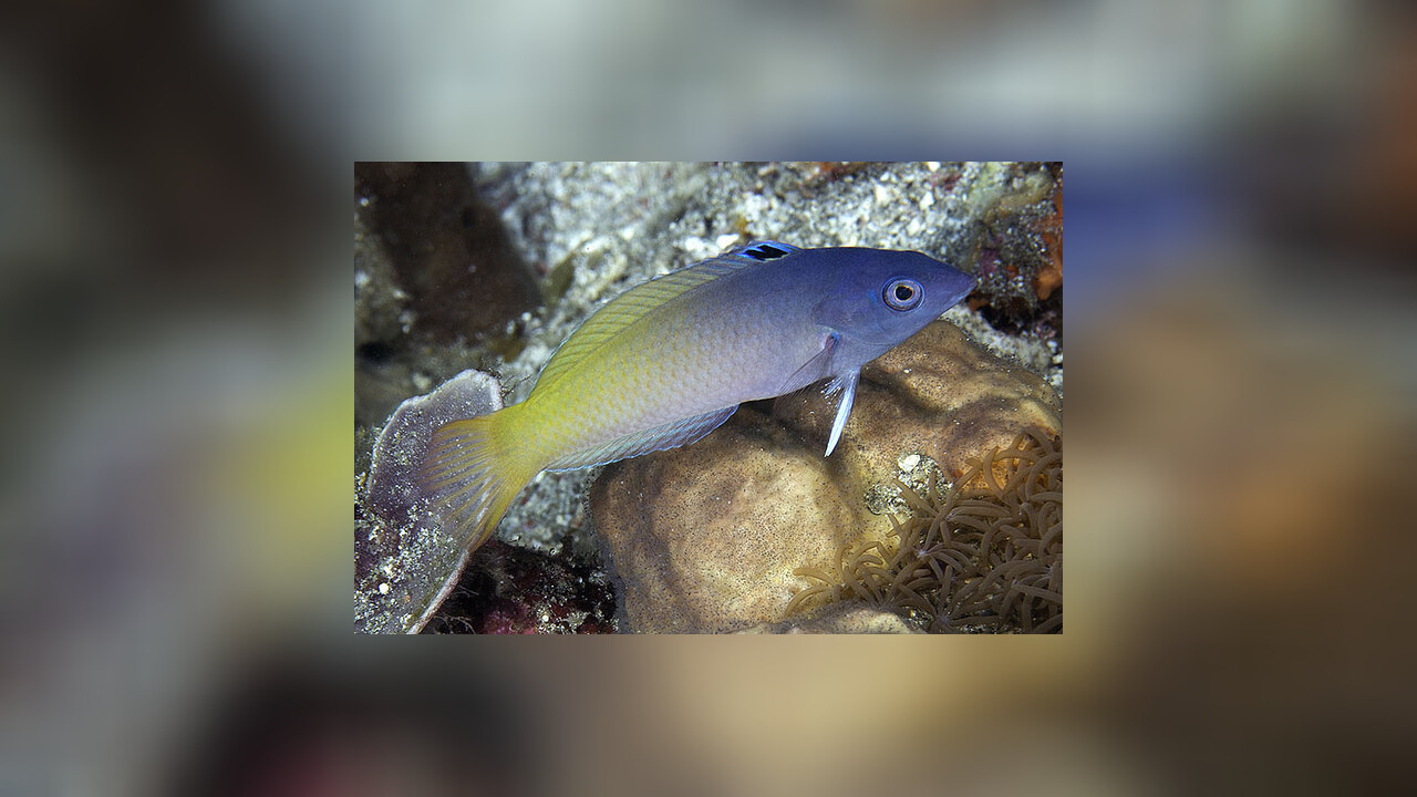 Halichoeres prosopeion Half-grey wrasse, Two-tone wrasse, Twotone ...