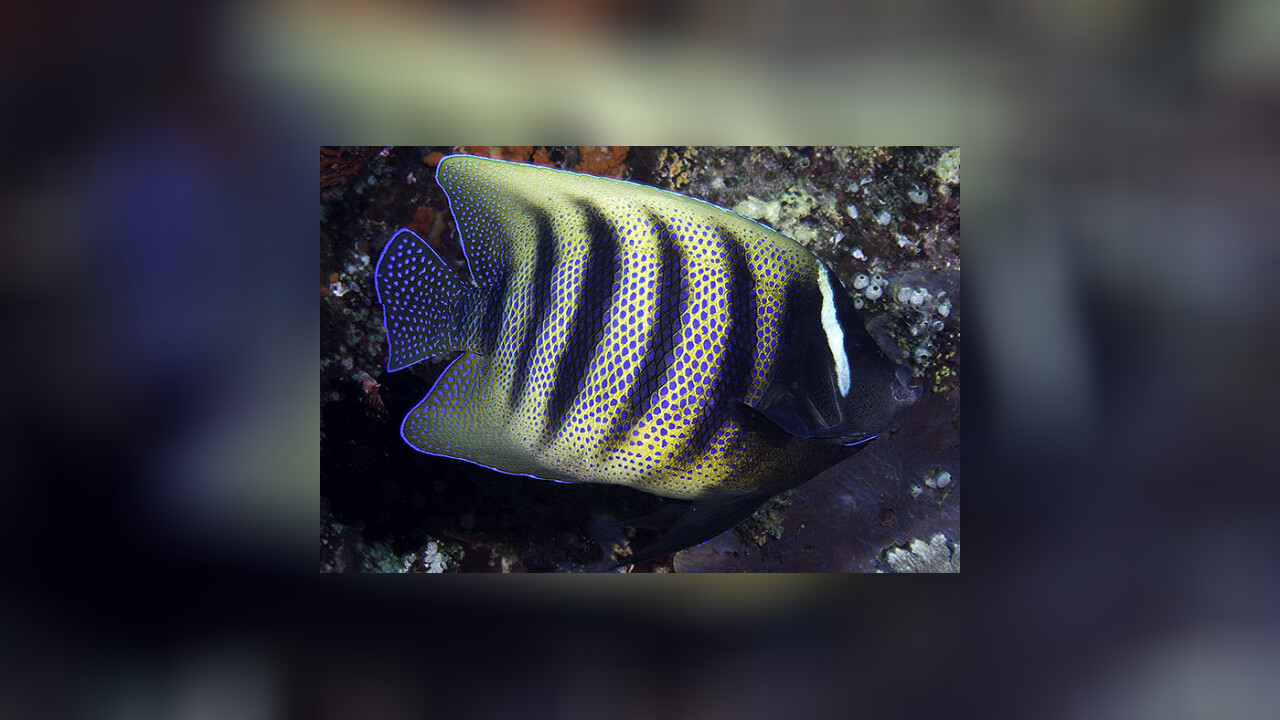 Pomacanthus sexstriatus Bluestone kambingan, Sixband Angelfish, Six ...