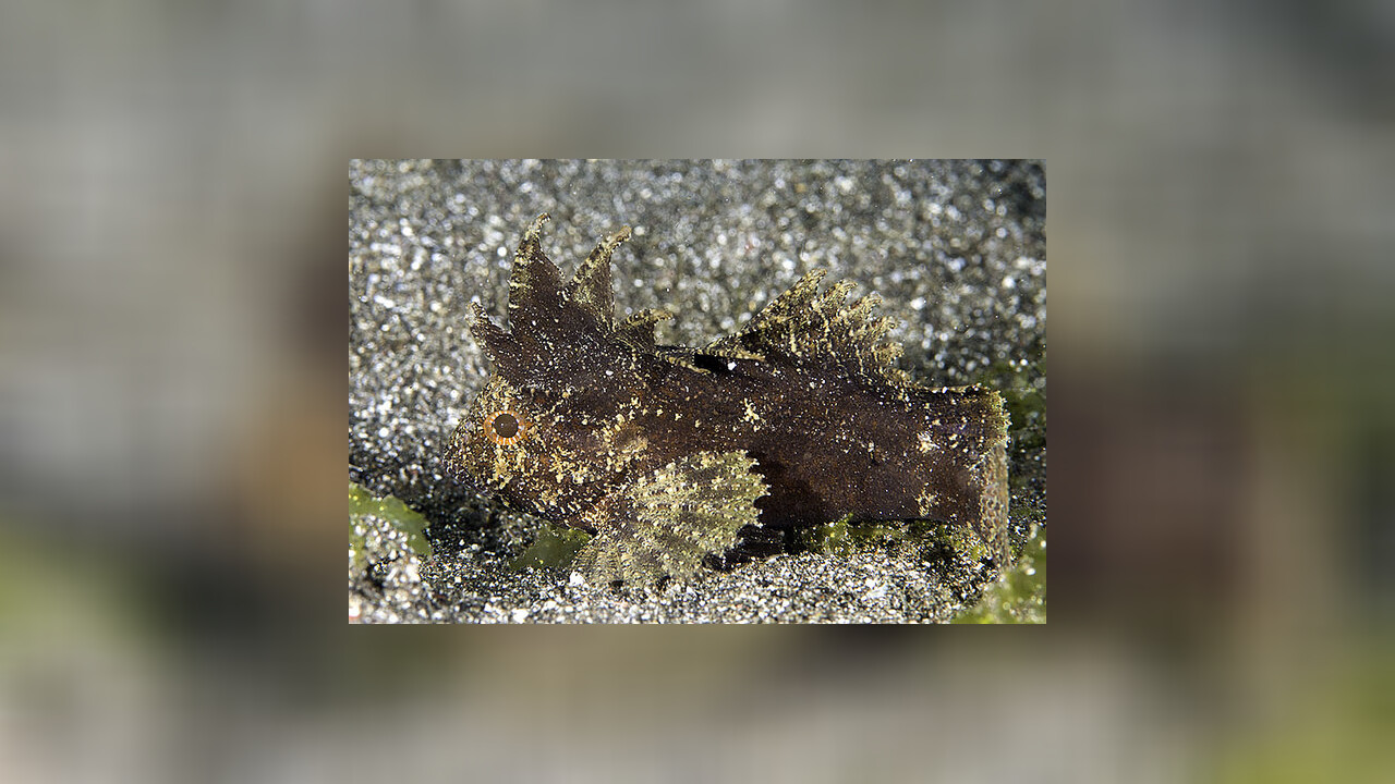 Paracentropogon longispinis Long Spine Wasp Fish, Wispy Waspfish ...
