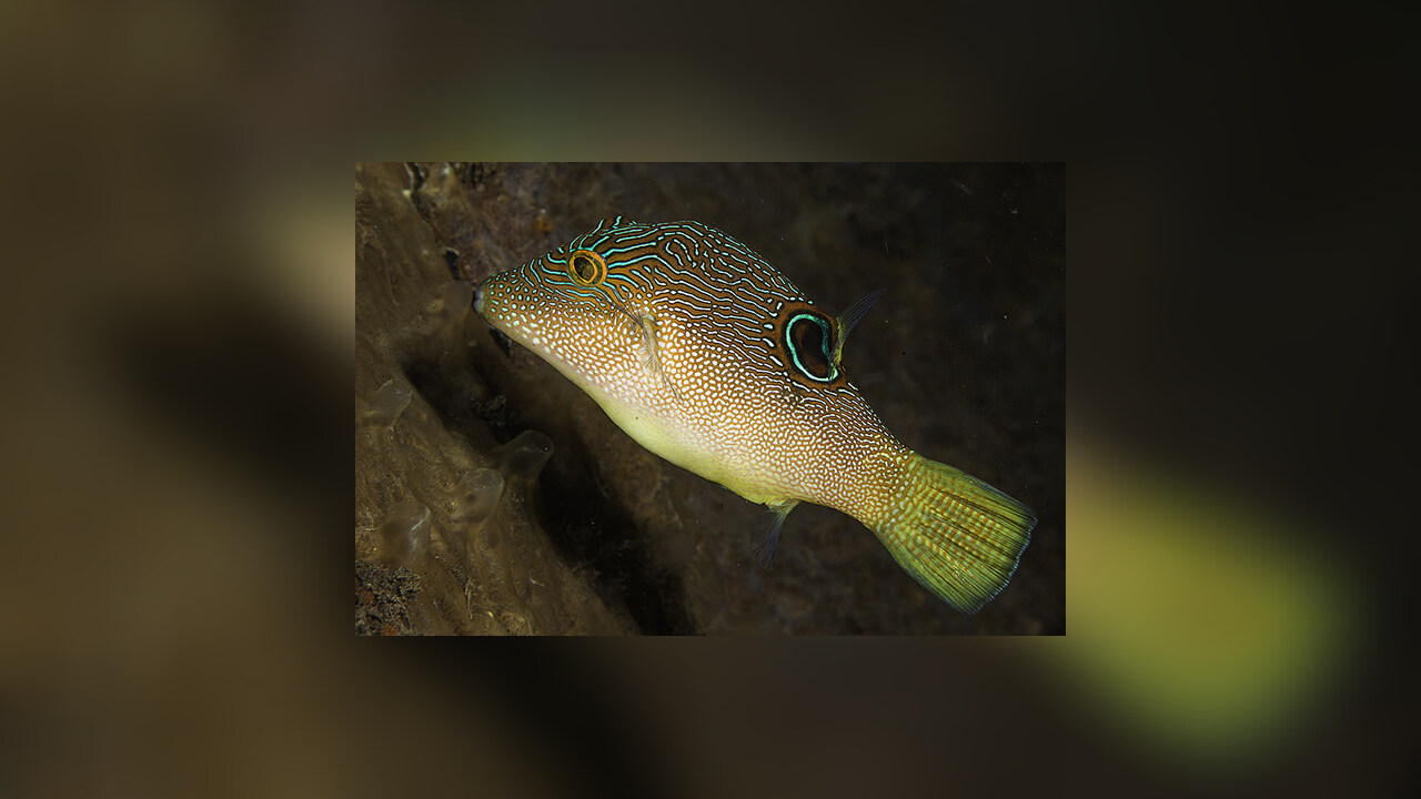 Canthigaster compressa Compressed toby