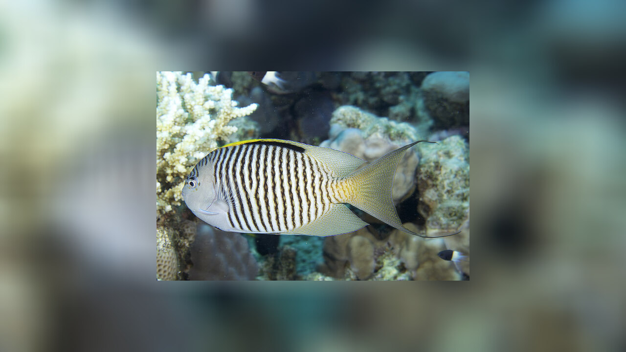 Genicanthus caudovittatus Lyretail Angelfish, Swallowtail Angelfish ...