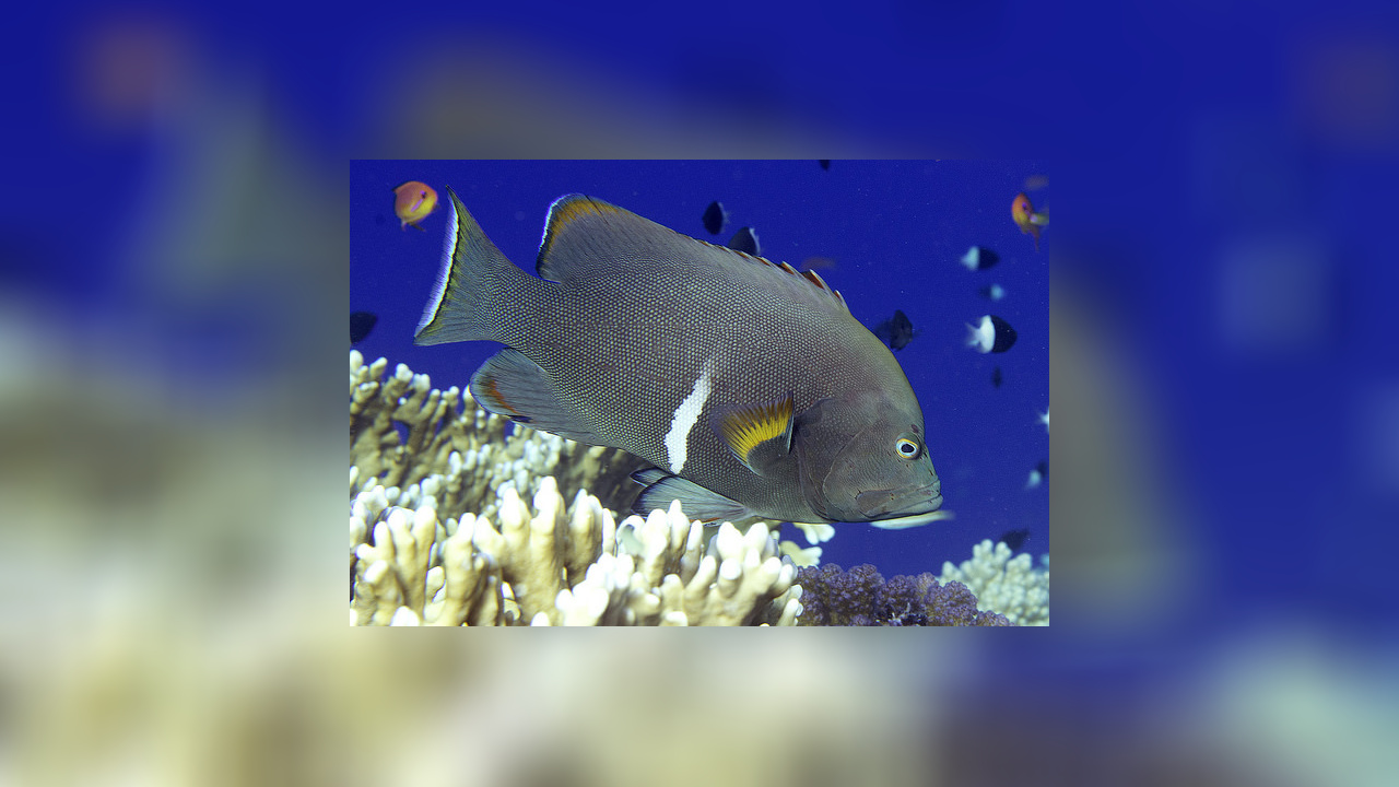 Aethaloperca rogaa Red-flushed Cod, Red-flushed Rock-cod, Redmouth ...