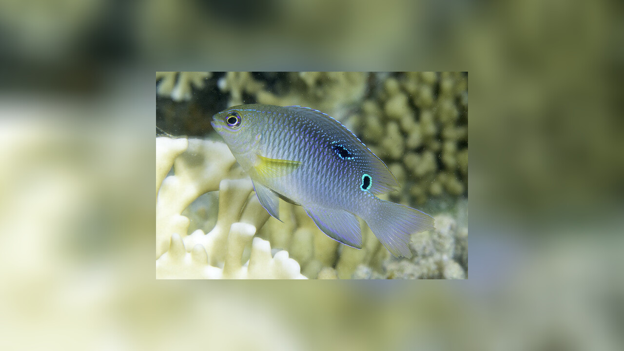 Chrysiptera unimaculata Cape Damsel, One-spot Damsel, Onespot Damsel ...