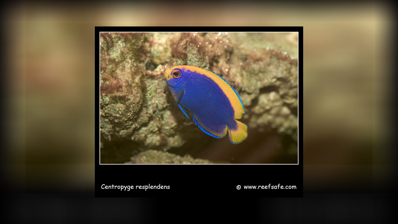 Centropyge resplendens Resplendent angelfish