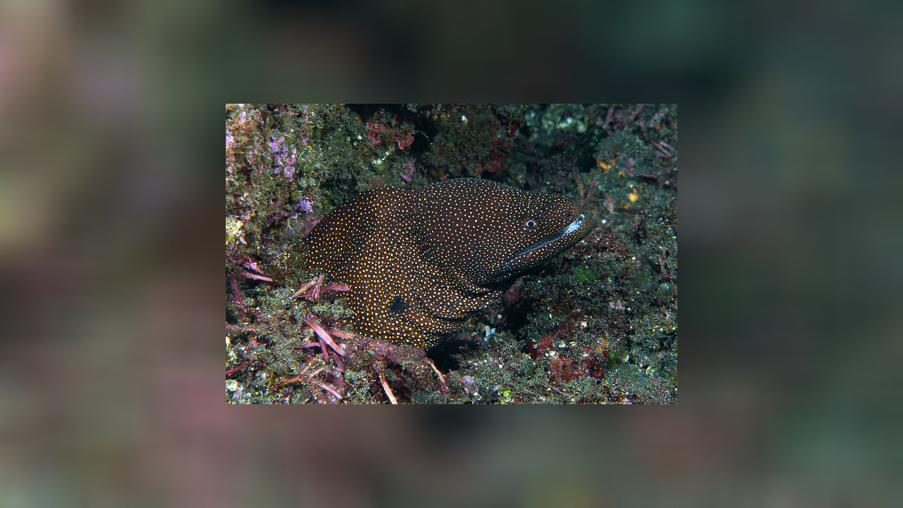 Gymnothorax meleagris Turkey Moray - White-mouth Moray, Whitemouth moray