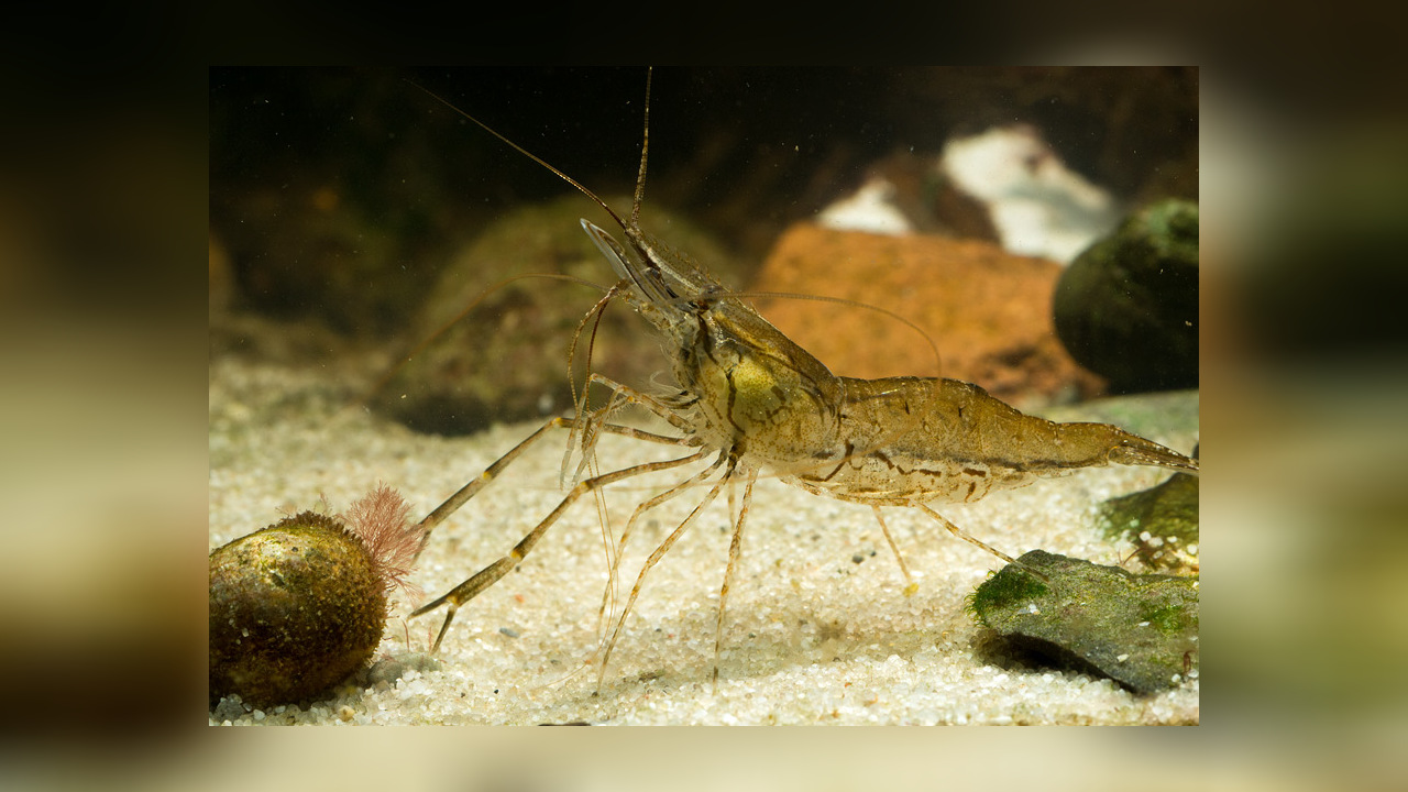 Palaemon macrodactylus Oriental shrimp, Migrant Prawn