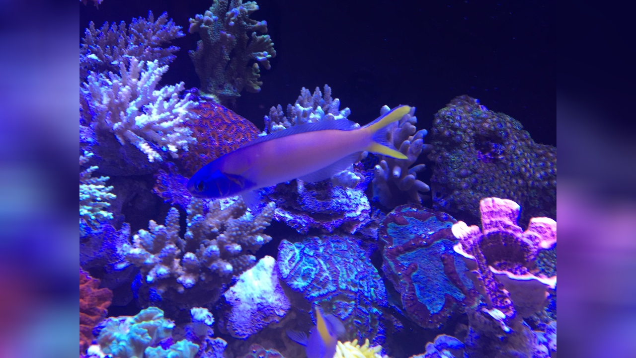 Hoplolatilus starcki Bluehead Tilefish Blue Jaw Tilefish