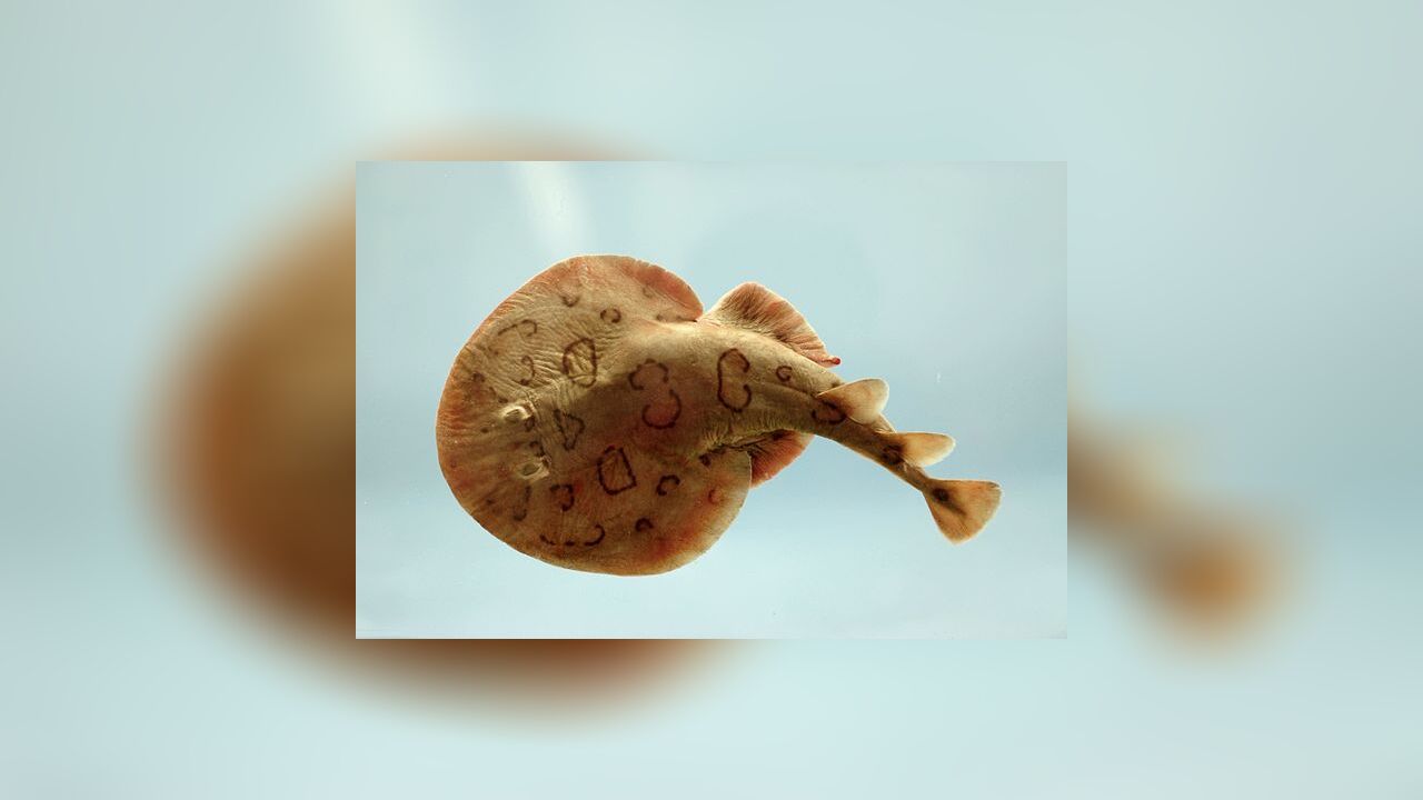 Narcine bancroftii Lesser electric ray