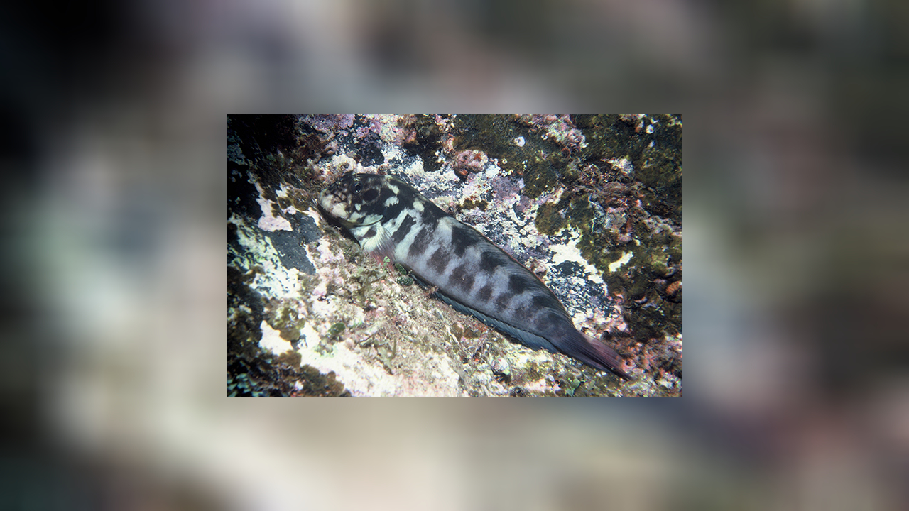 Ophioblennius atlanticus Red-Lip Blenny