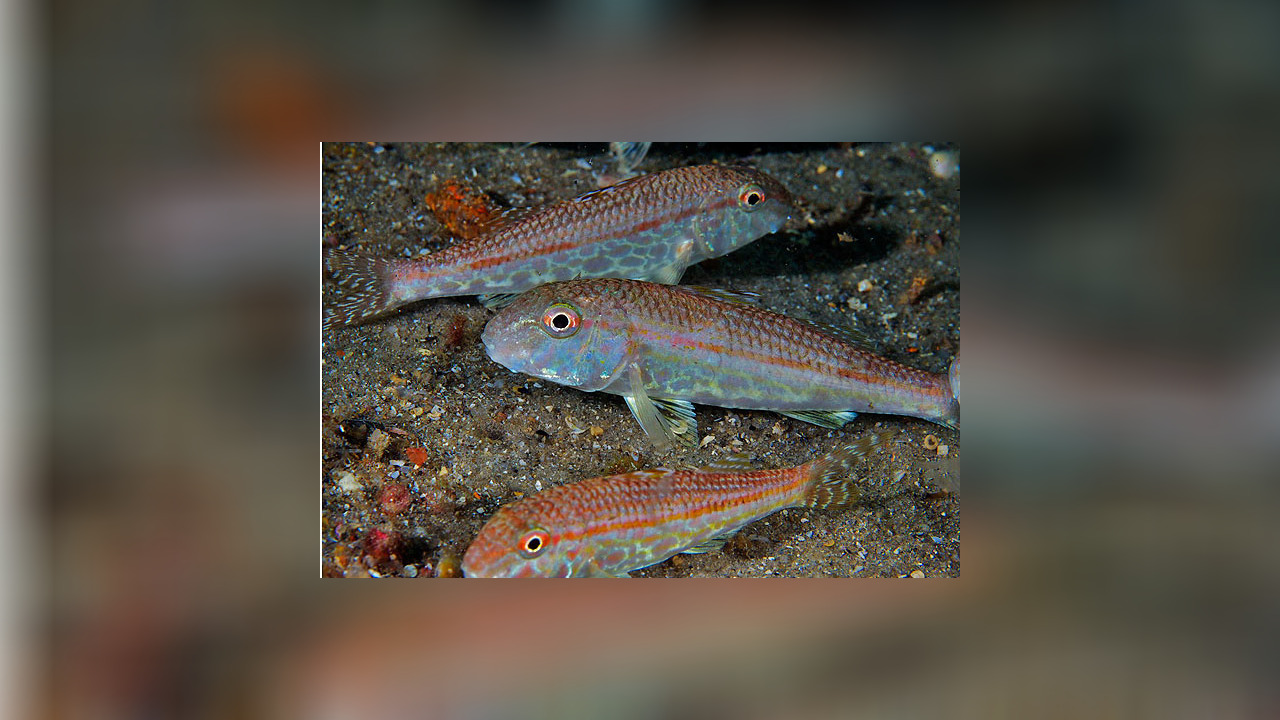 Mullus auratus Red goatfish