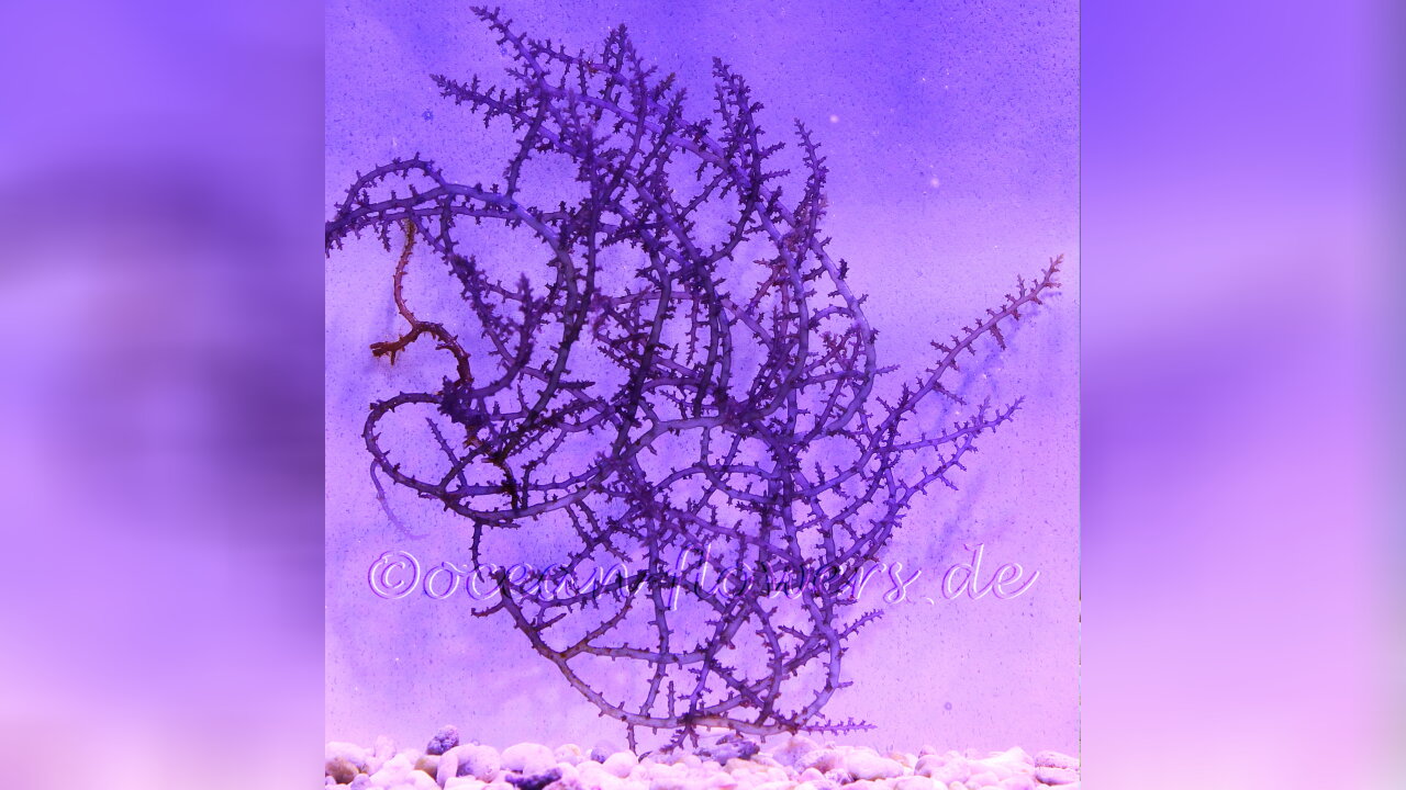 Acanthophora spicifera Spiny seaweed
