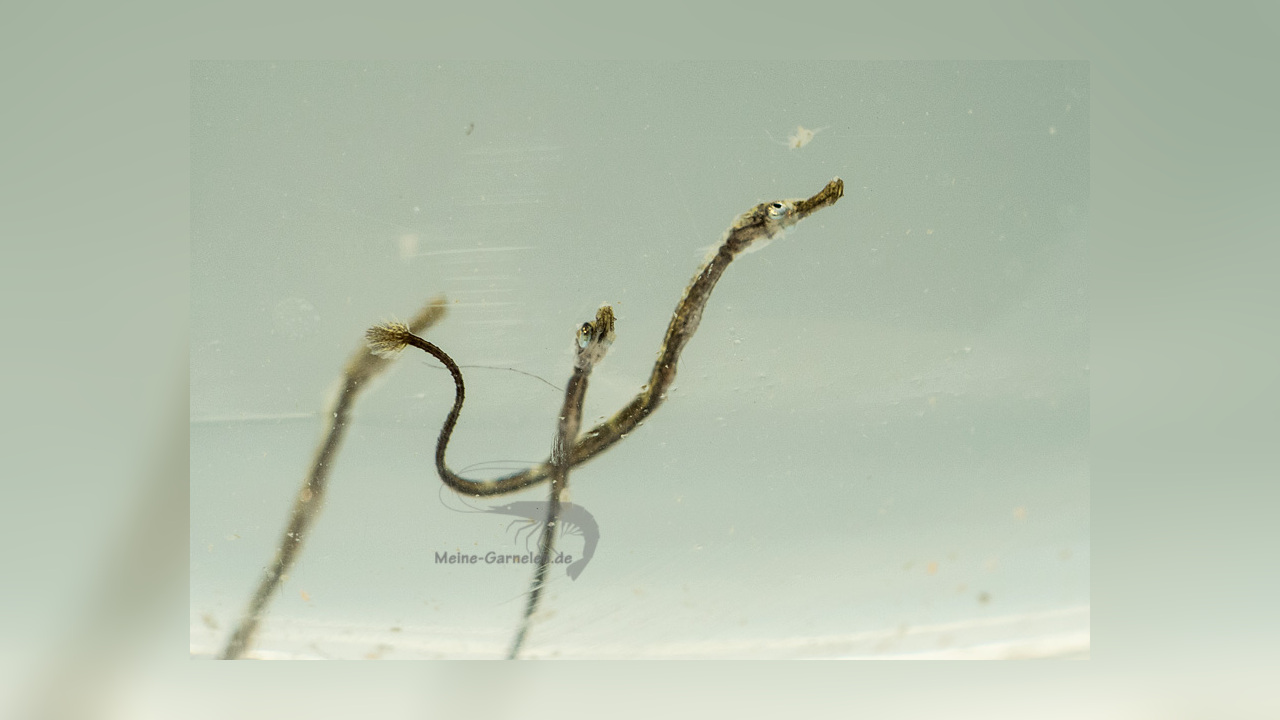 Syngnathus rostellatus Nilsson's pipefish