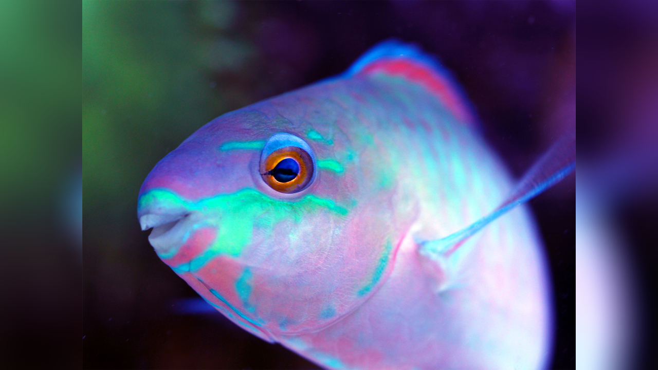 Scarus quoyi Papageifisch