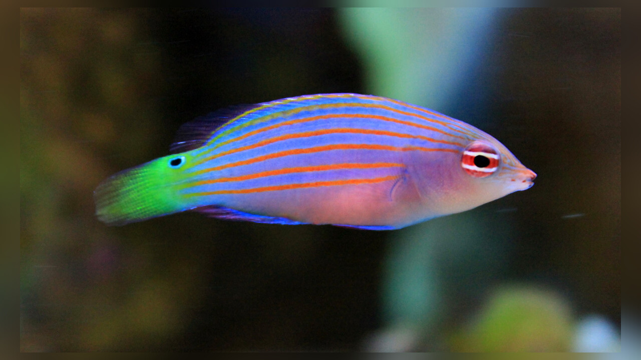 Pseudocheilinus hexataenia Six-line Wrasse, Six-lined Wrasse, Sixstripe ...