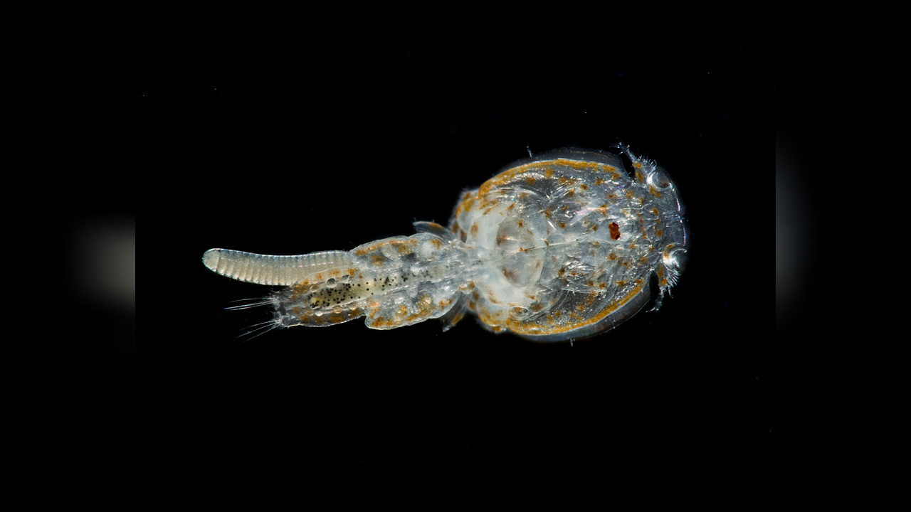 Caligus coryphaenae sea louse