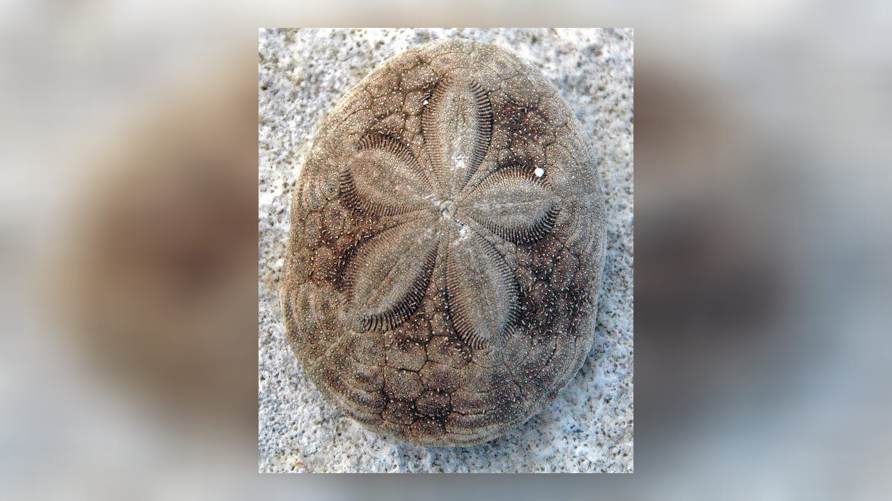 Meoma ventricosa Red heart urchin