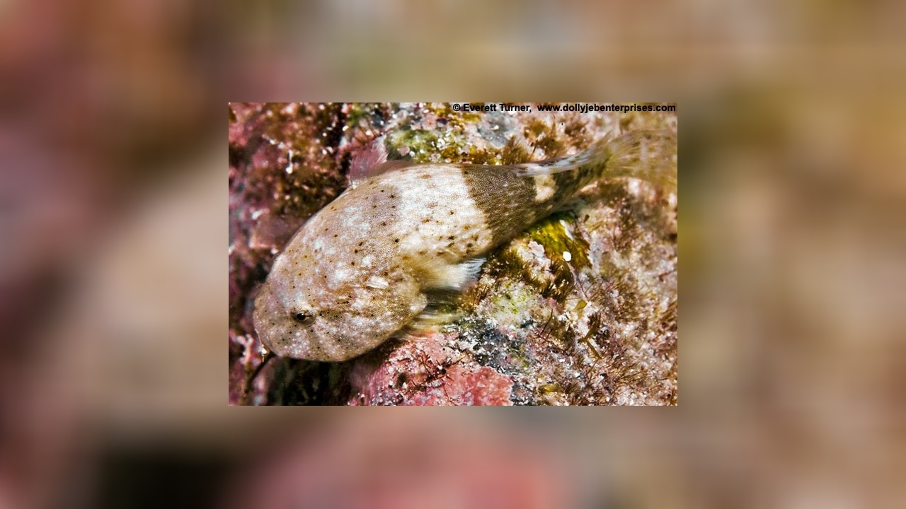 Gobiesox punctulatus Stippled clingfish