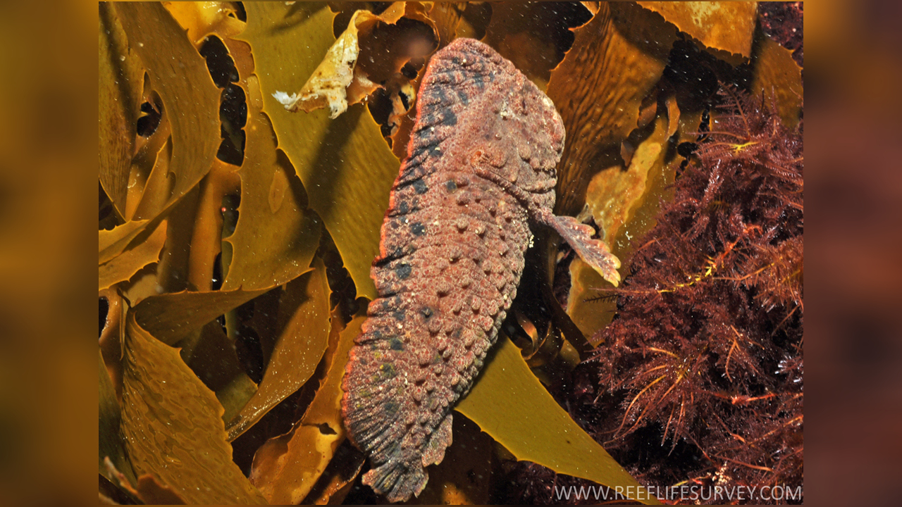 Aetapcus maculatus Warty prowfish, Smooth Prowfish, Tasmanian Prowfish