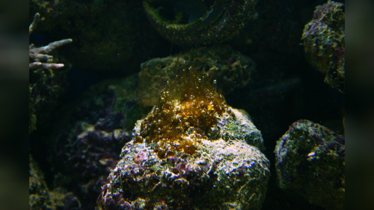 Chrysophyceae Chrysophyceen