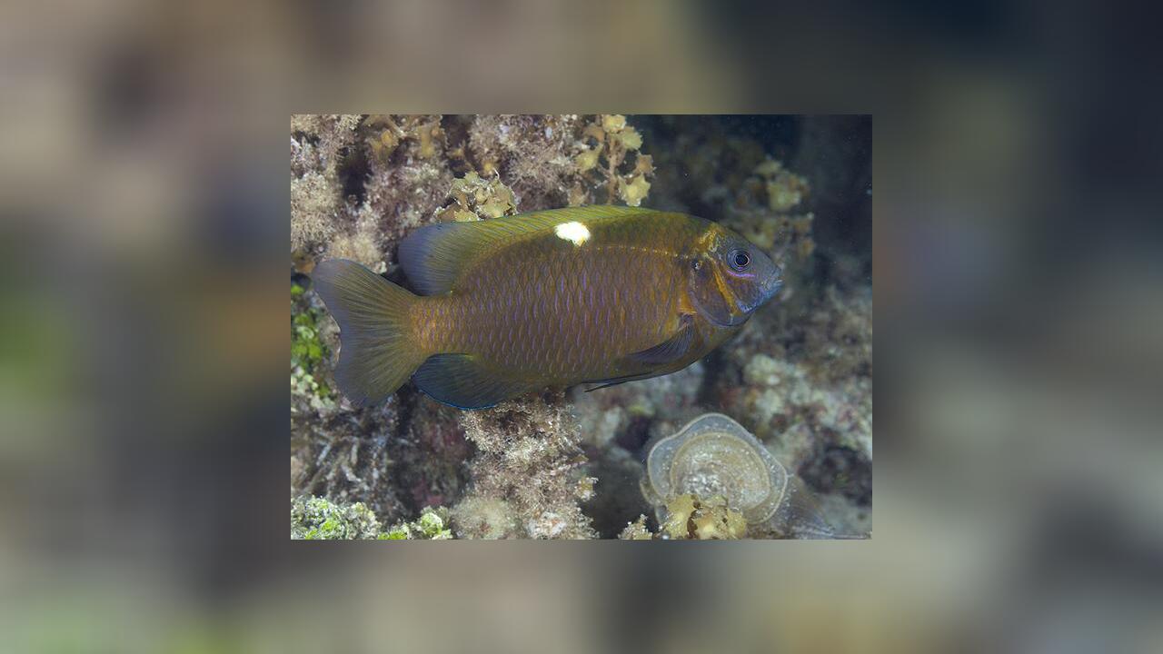 Dischistodus pseudochrysopoecilus Poisson à nageoires rayonnées