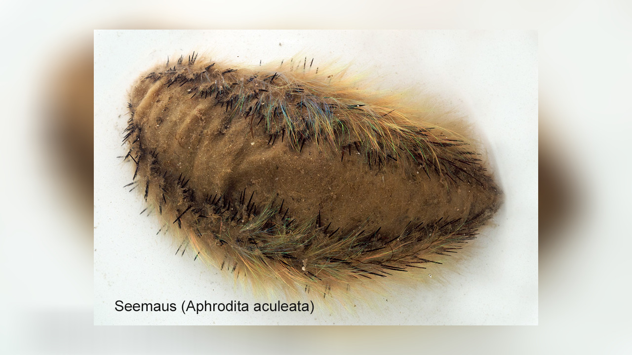 Aphrodita aculeata sea mouse,scaleworm