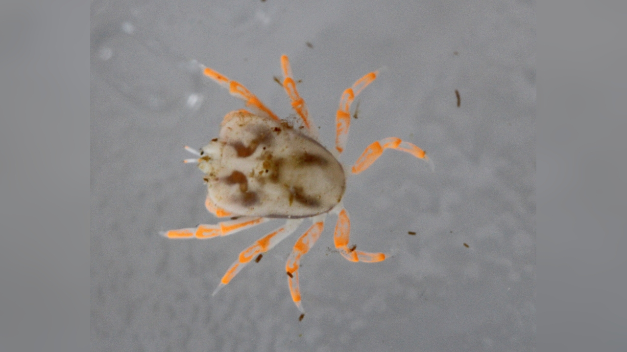 Cryptochiridae Gall crab, coral-dwelling gall crab