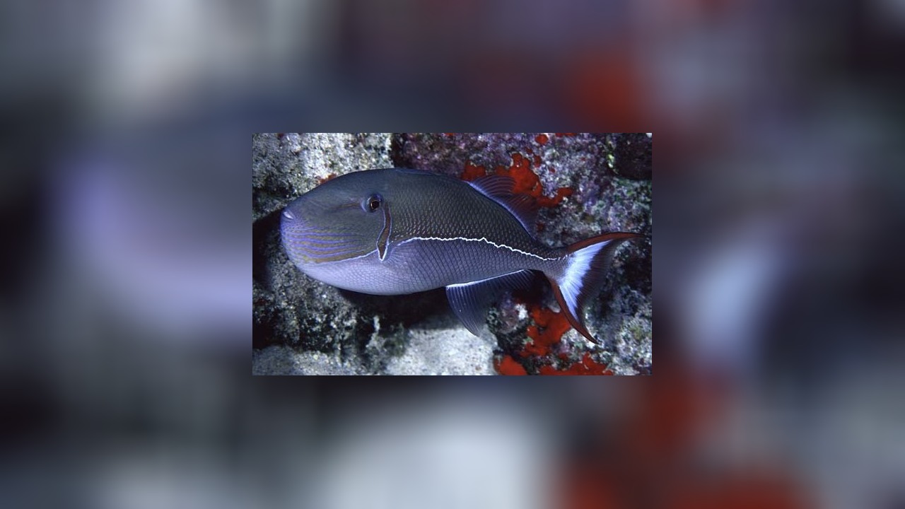 Xanthichthys caeruleolineatus Goldenback Triggerfish, Outrigger ...