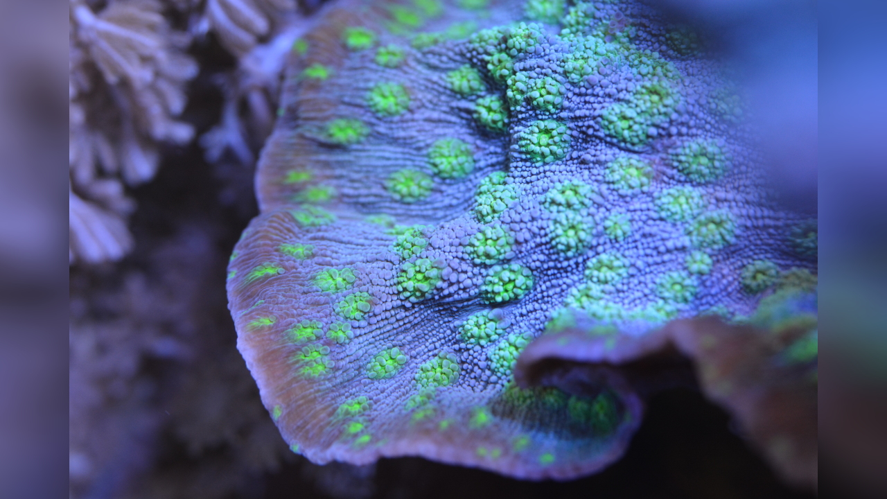 Echinopora lamellosa Blue Chalice