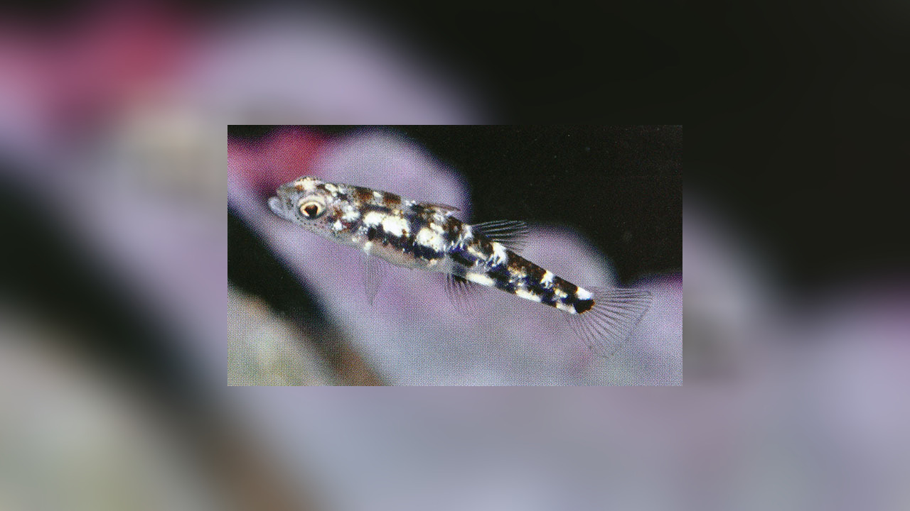 Pandaka pygmaea Zwerggrundel